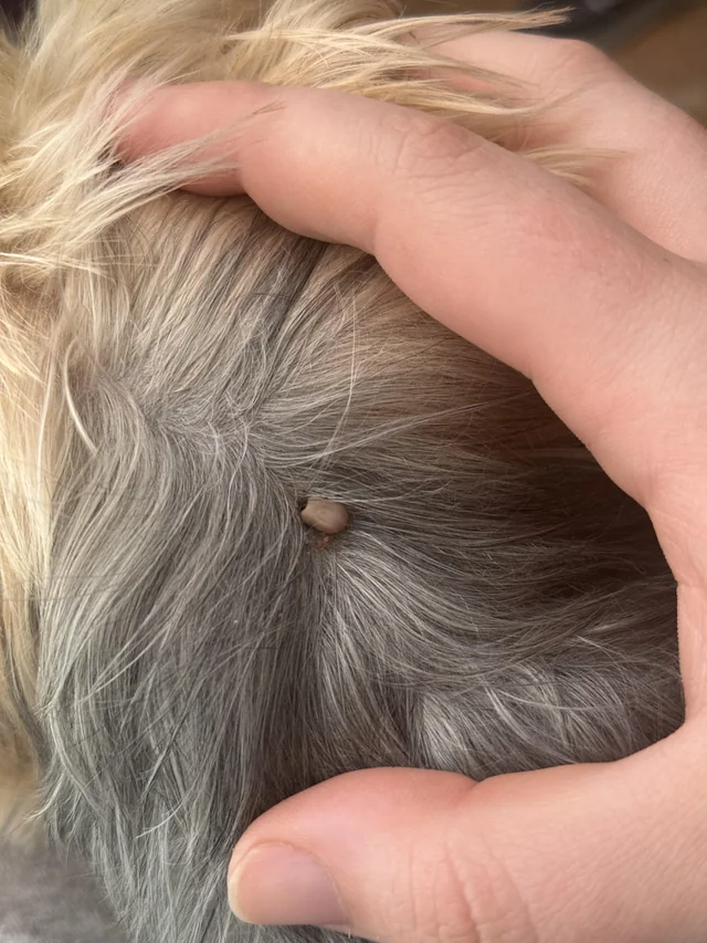 How Long Can a Tick Live Off a Host? Everything You Need to Know